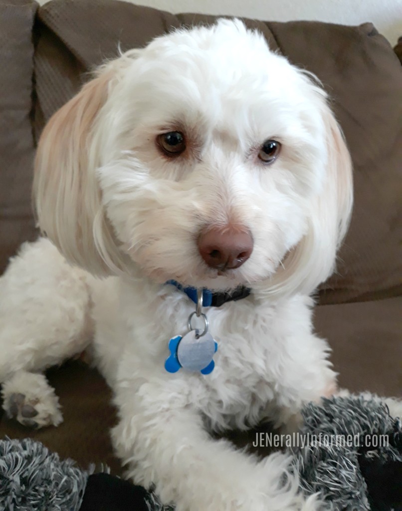 Taking The 28-Day Challenge With Eddie The Wonder Dog - Jenerally Informed